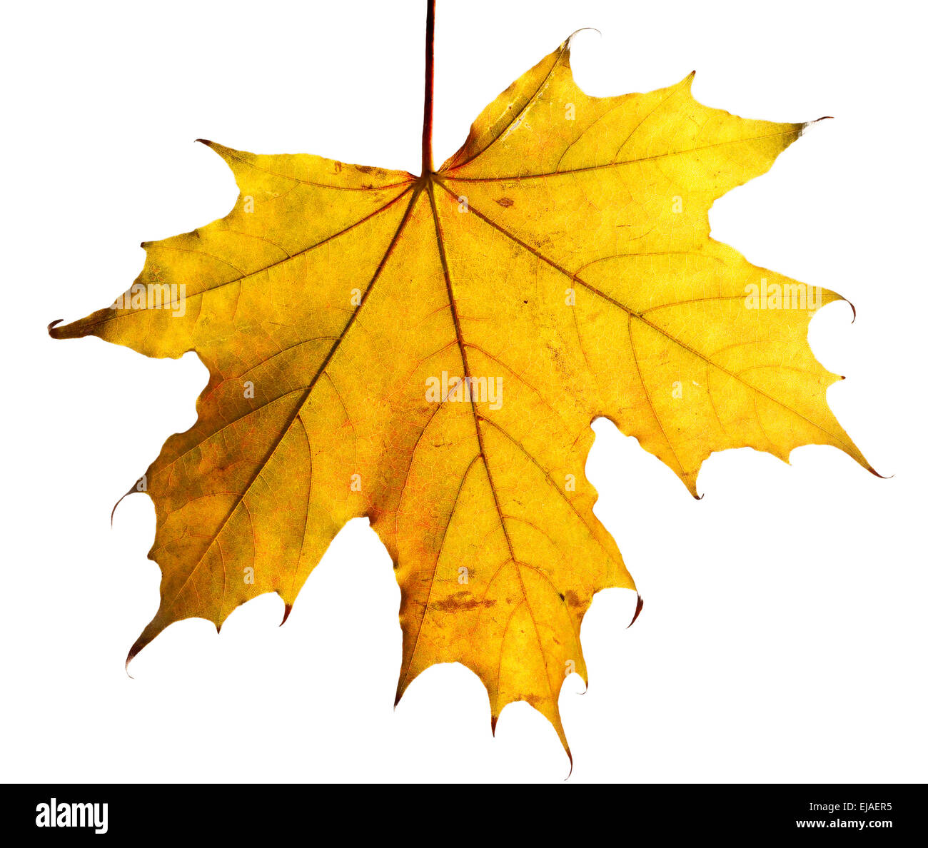 dry maple leaf Stock Photo - Alamy