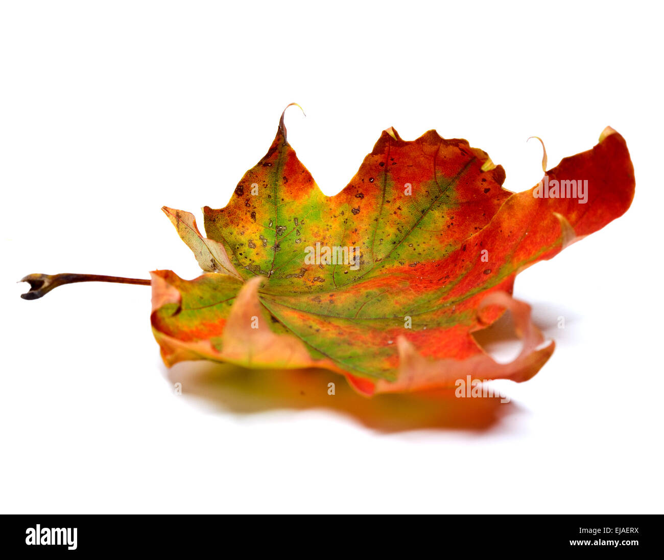 dry maple leaf Stock Photo - Alamy