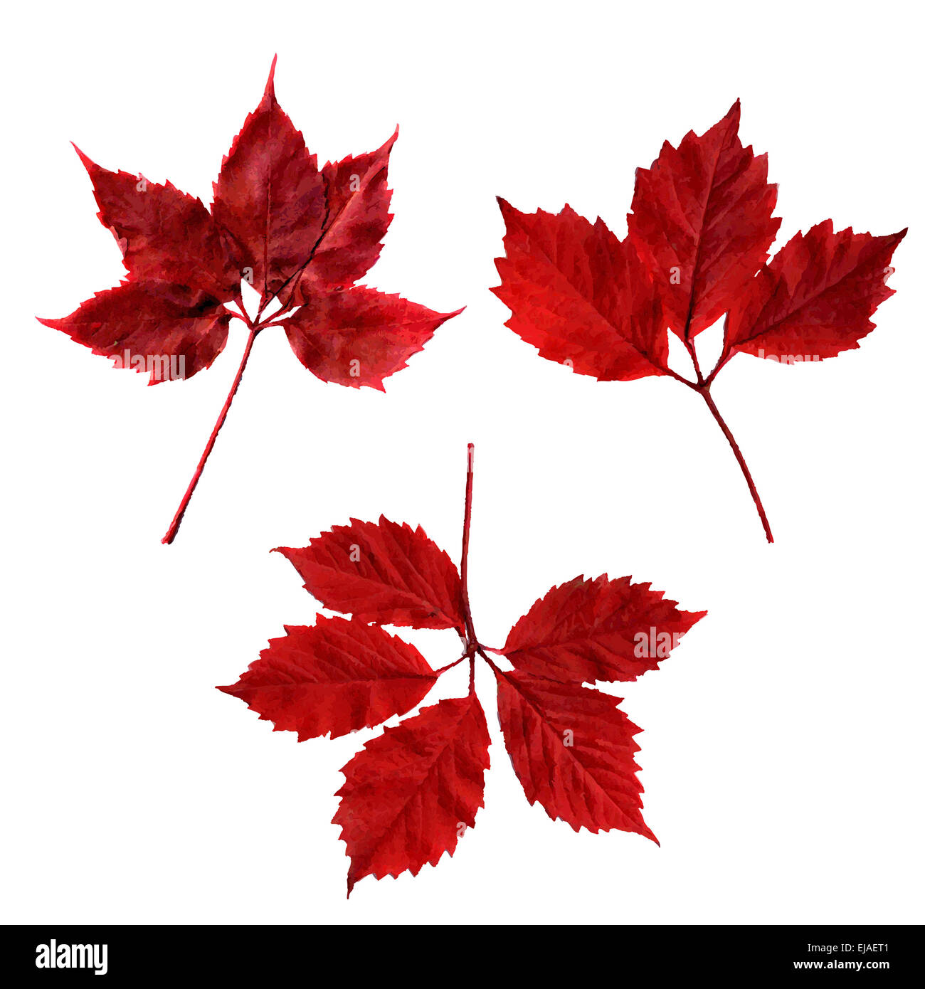 Vineyard and forest Cut Out Stock Images & Pictures - Alamy