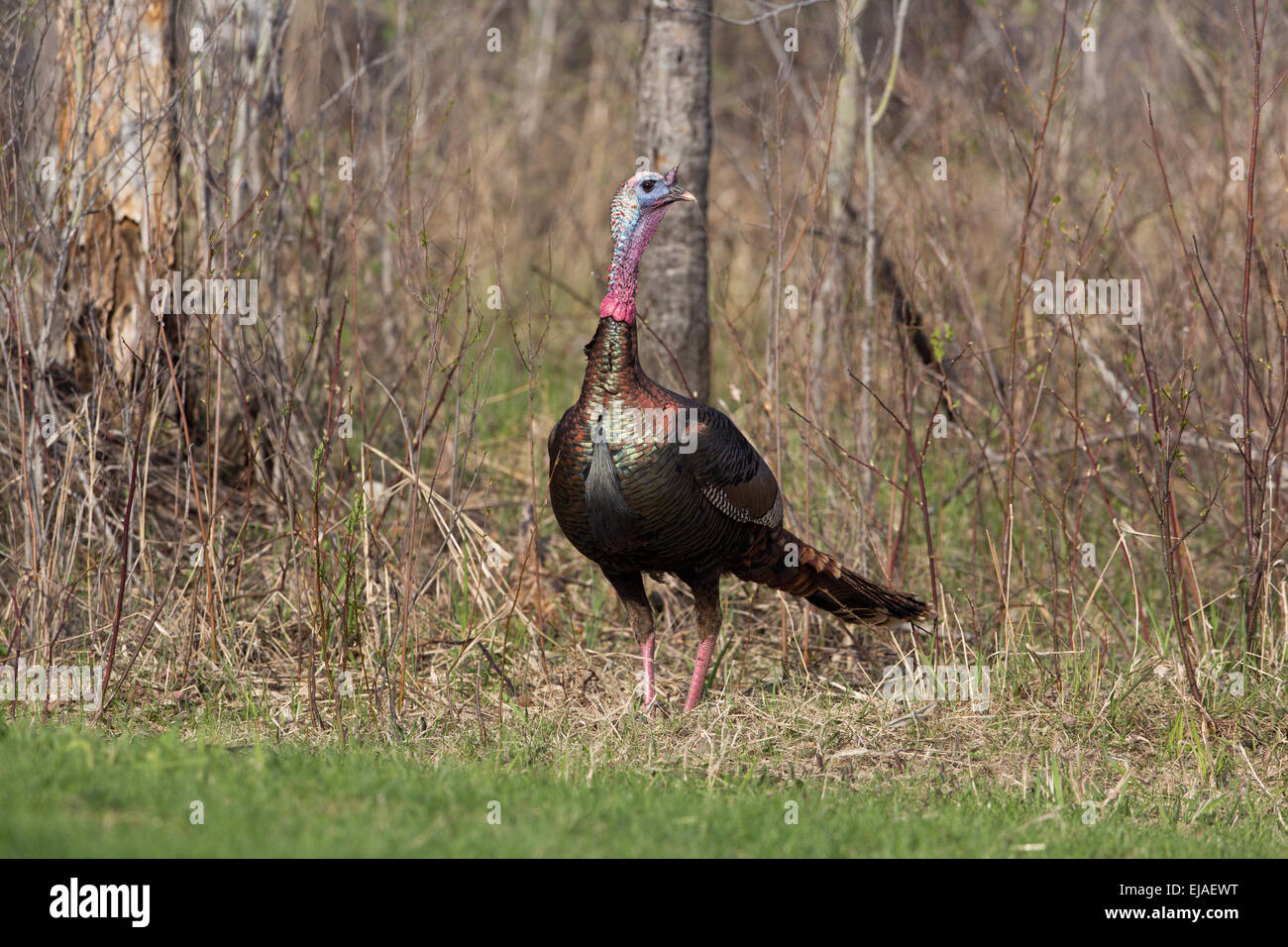 Eastern wild turkey - male Stock Photo - Alamy