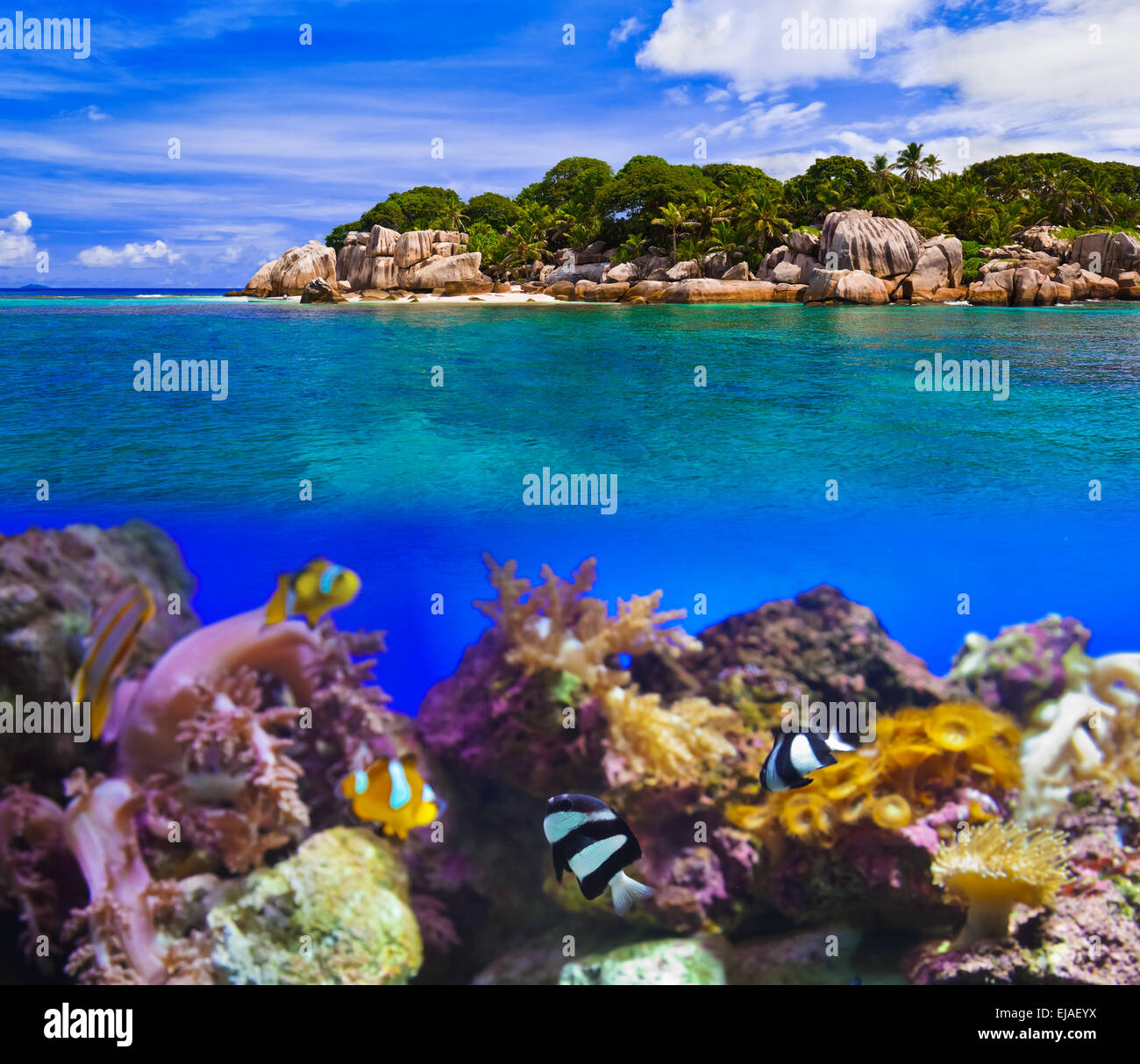 Tropical island and fishes Stock Photo - Alamy