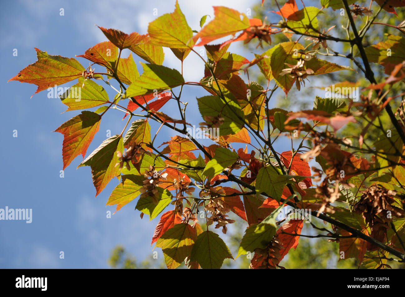 Snake Bark Maple Tree High Resolution Stock Photography and Images - Alamy