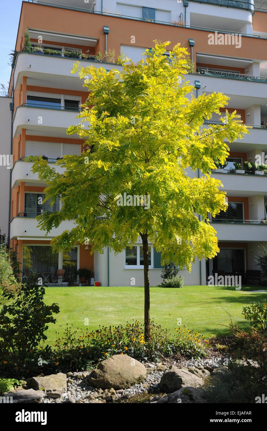 Robinia pseudoacacia 'frisia' hi-res stock photography and images - Alamy