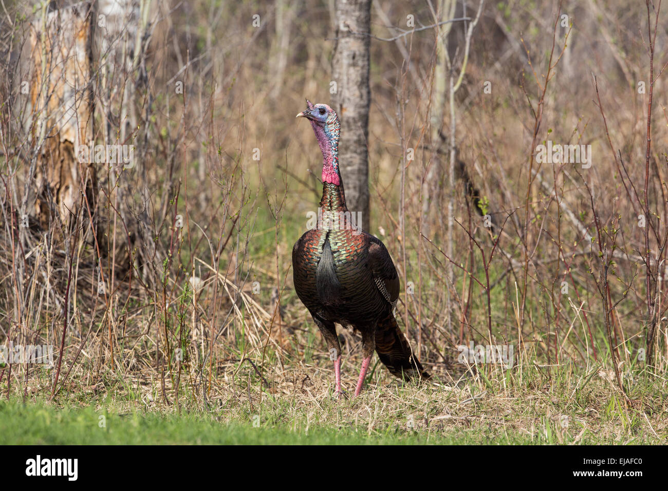 Eastern wild turkey - male Stock Photo - Alamy