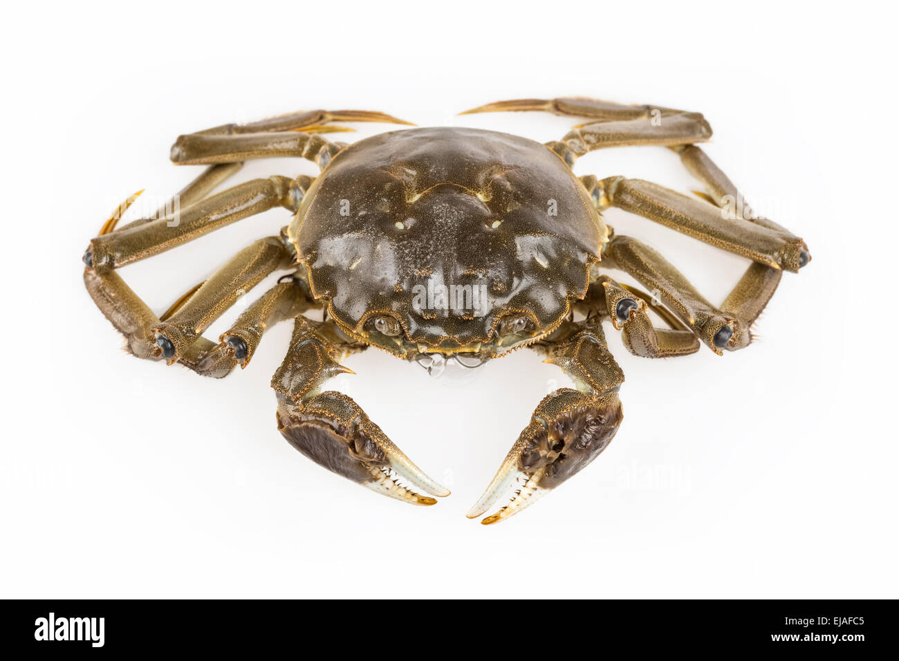 Freshwater crab hi-res stock photography and images - Alamy