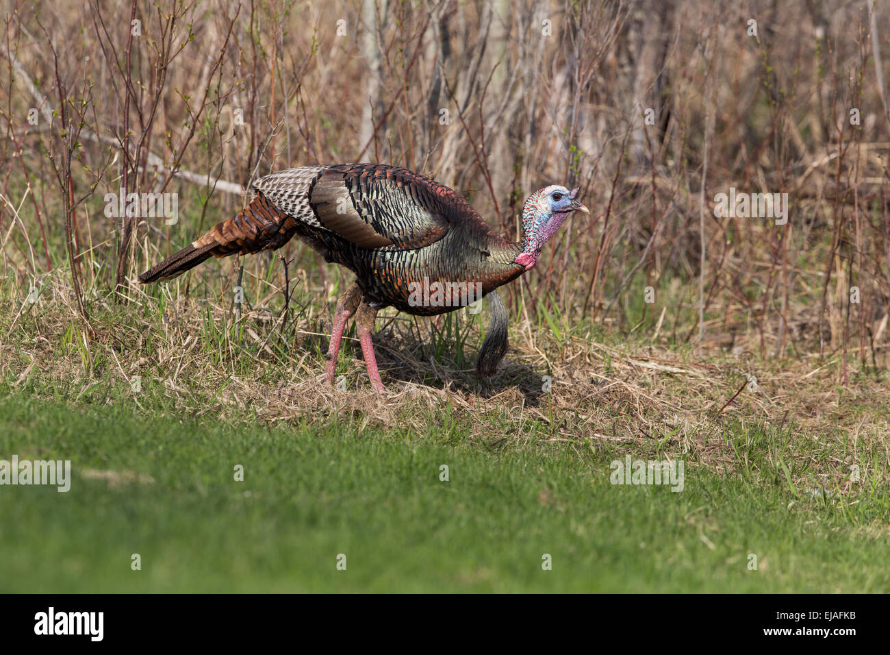 Eastern wild turkey - male Stock Photo - Alamy