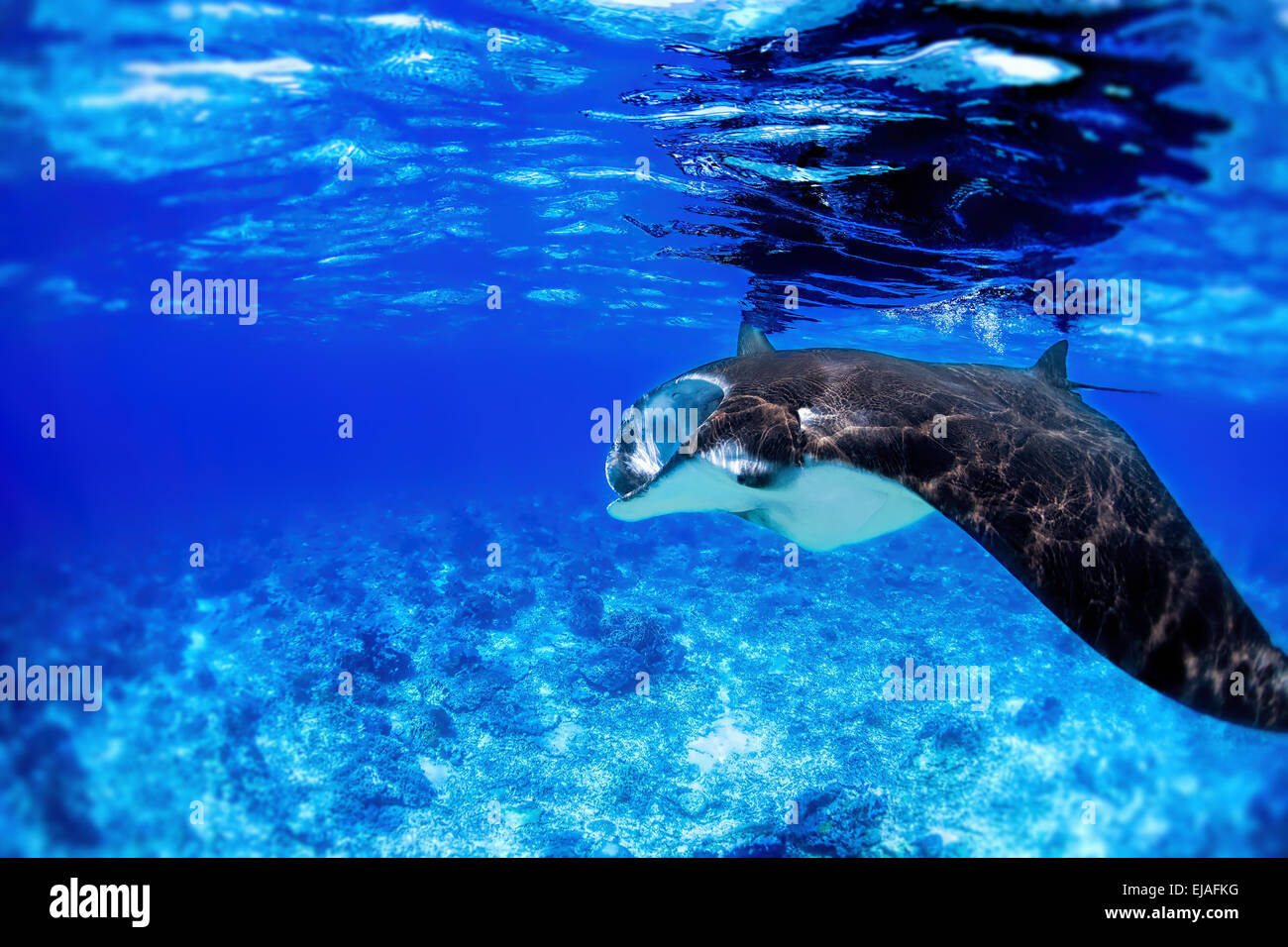 Giant manta ray feeding hi-res stock photography and images - Alamy