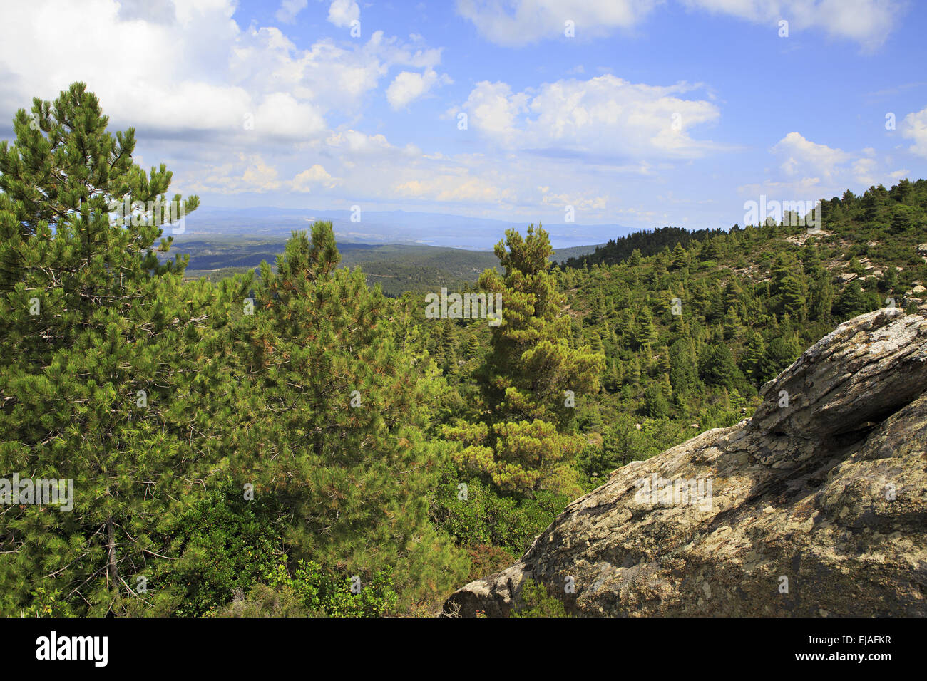 Scenic pine trees in the mountains Stock Photo - Alamy