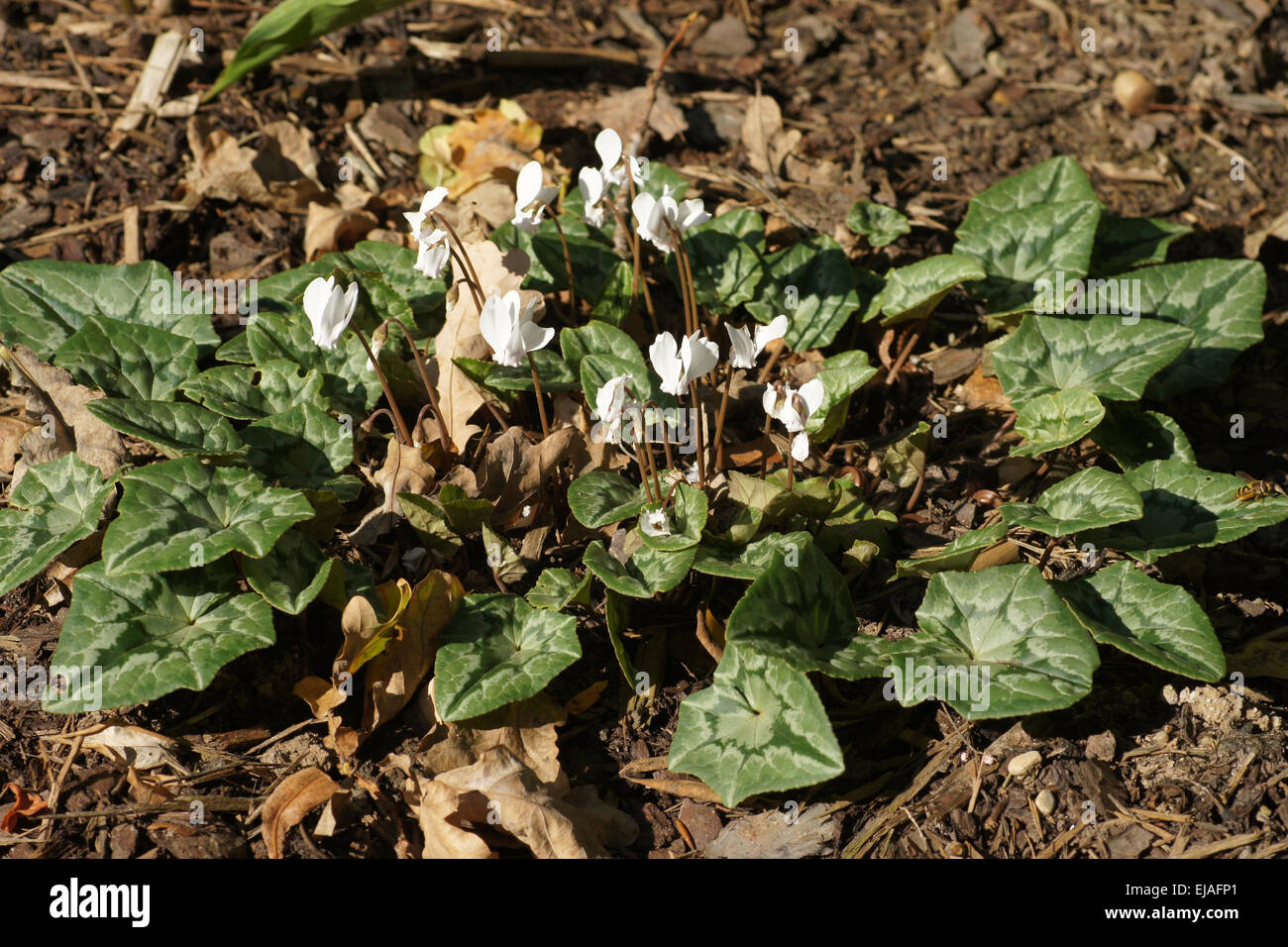 White ivy flower hi-res stock photography and images - Alamy