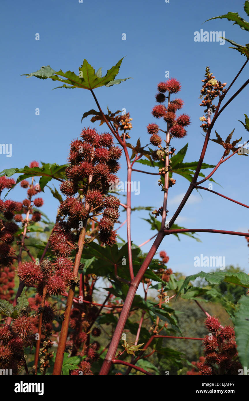 Castor oil plant Stock Photo - Alamy