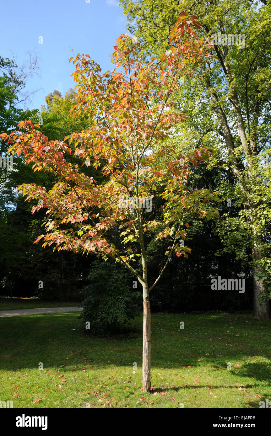 Red snake-bark maple Stock Photo - Alamy