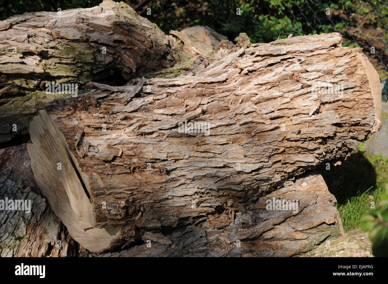 Elder bark sambucus nigra hi-res stock photography and images - Alamy