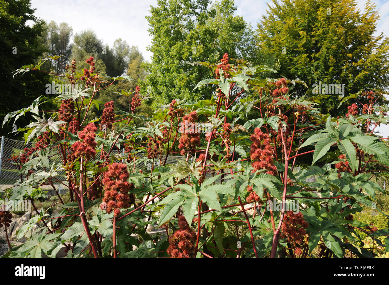 Castor oil plant Stock Photo - Alamy