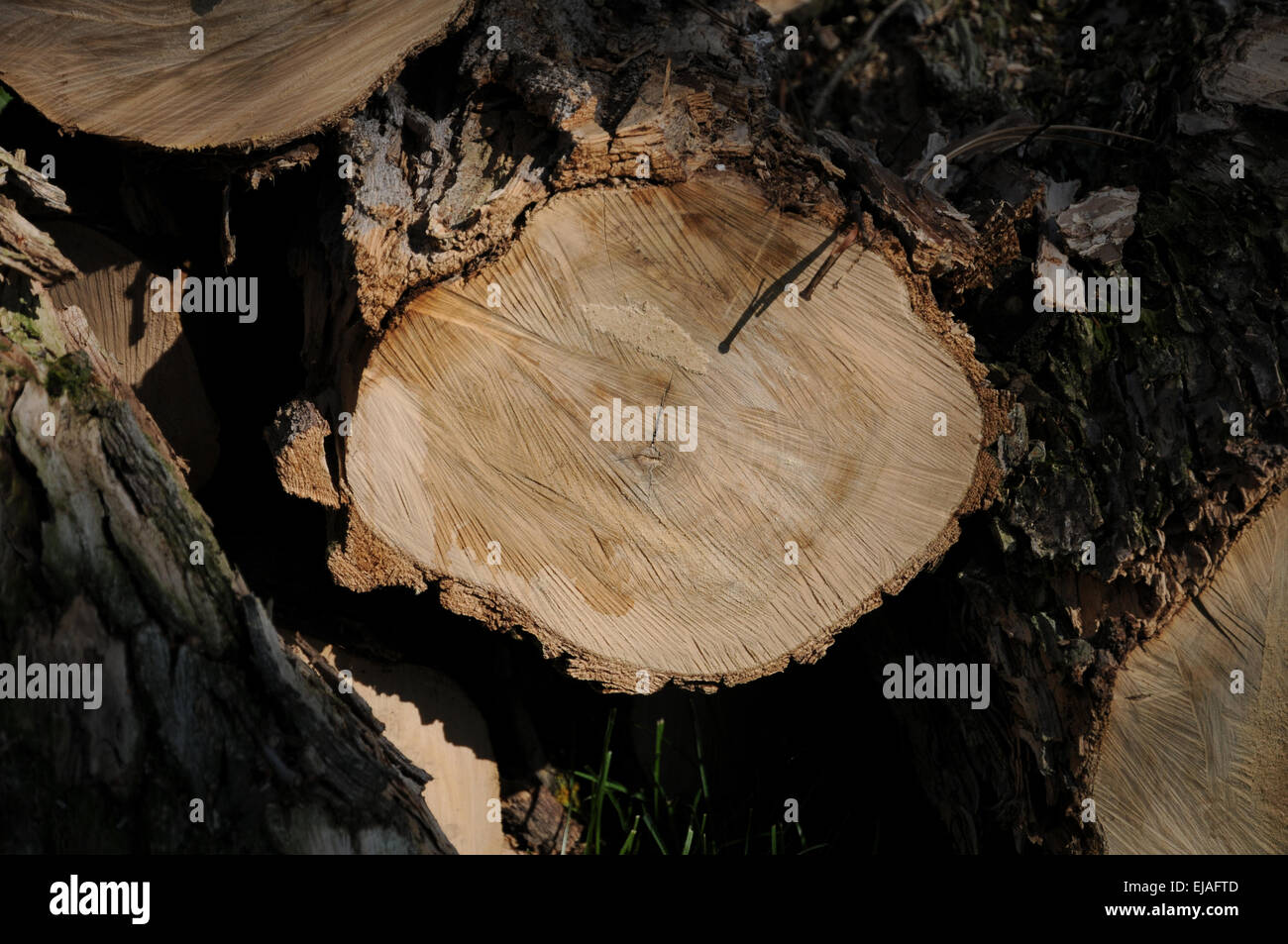 Elder bark sambucus nigra hi-res stock photography and images - Alamy