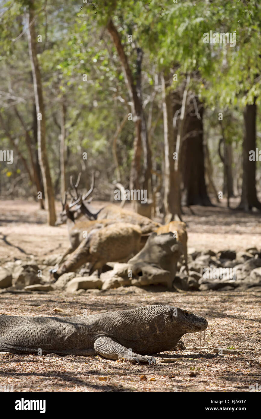 Komodo dragon food hi-res stock photography and images - Alamy