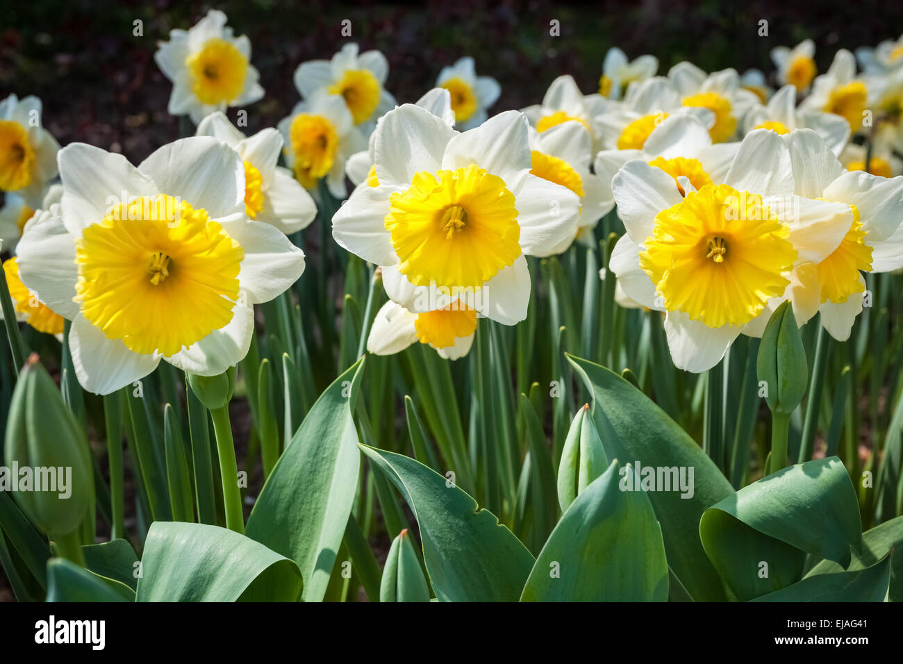 Daffodils in bloom springtime hi-res stock photography and images - Alamy