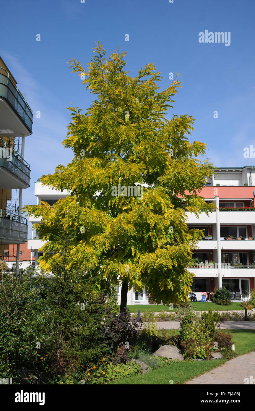 Robinia pseudoacacia frisia hi-res stock photography and images - Alamy