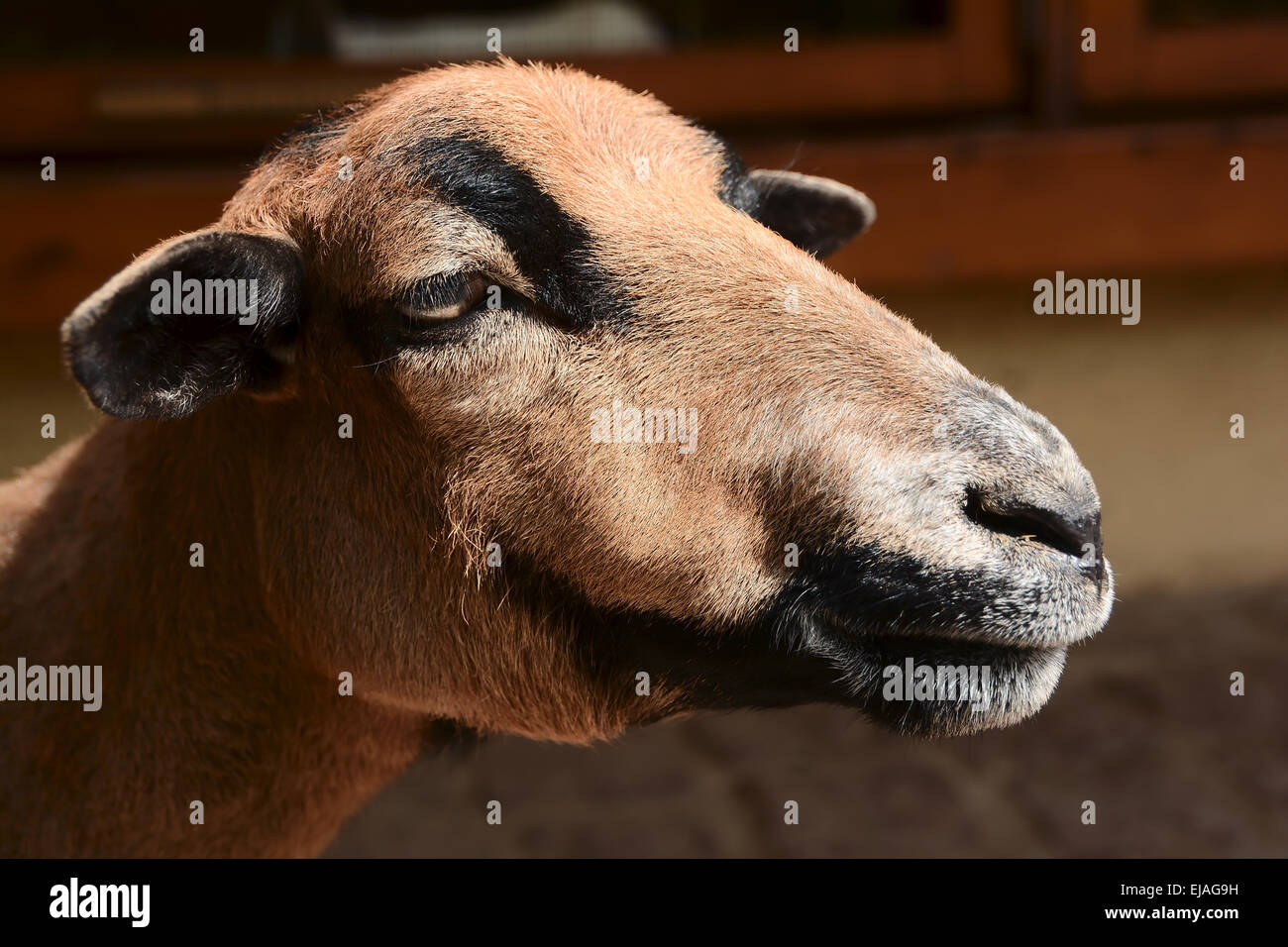 Sheep in a Zoo Stock Photo - Alamy