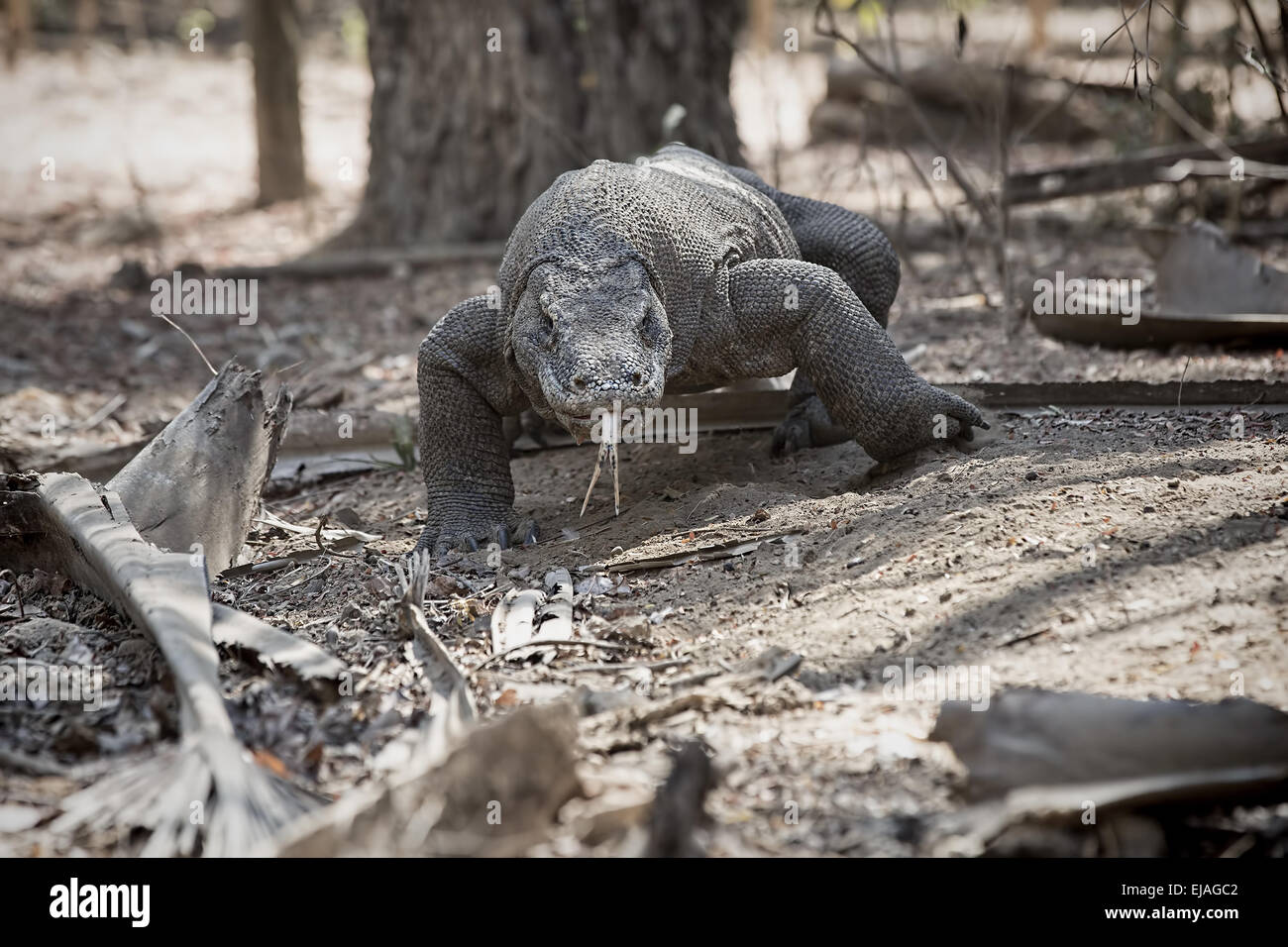 Dragon charging hi-res stock photography and images - Alamy