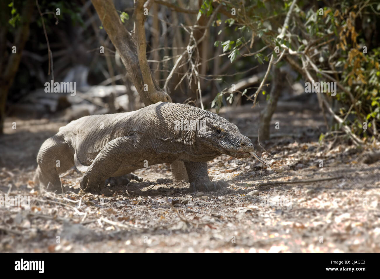 Dragon charging hi-res stock photography and images - Alamy