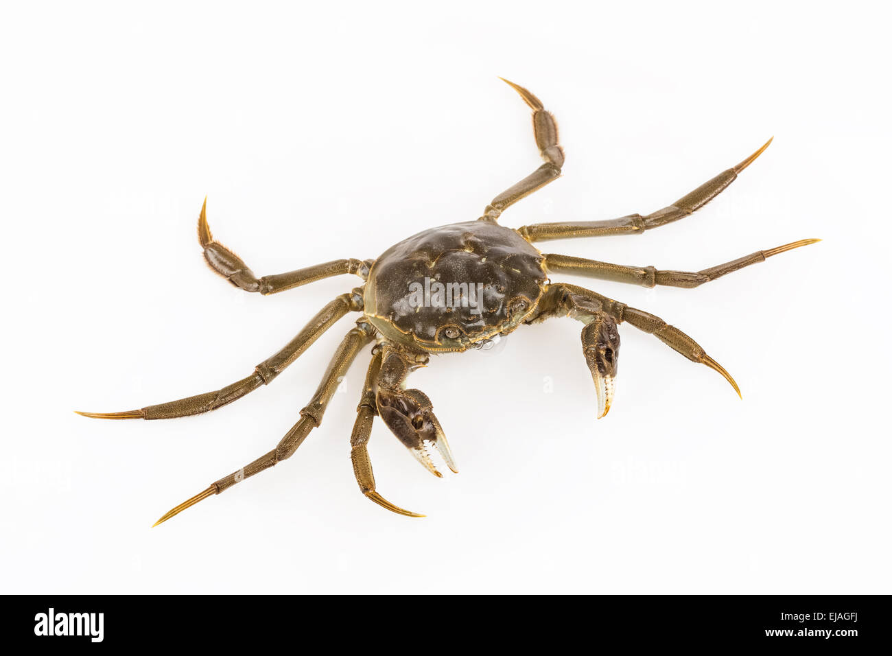 cyan living crab Stock Photo - Alamy