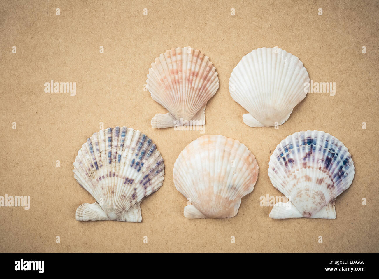 Souvenir shells hi-res stock photography and images - Alamy
