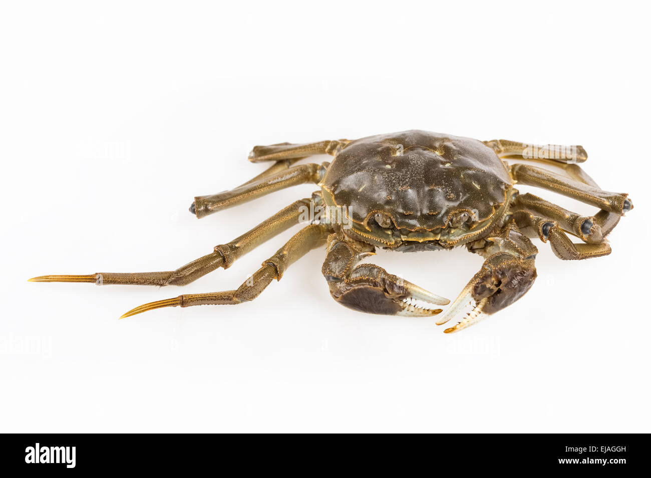 Freshwater aquaculture hi-res stock photography and images - Alamy