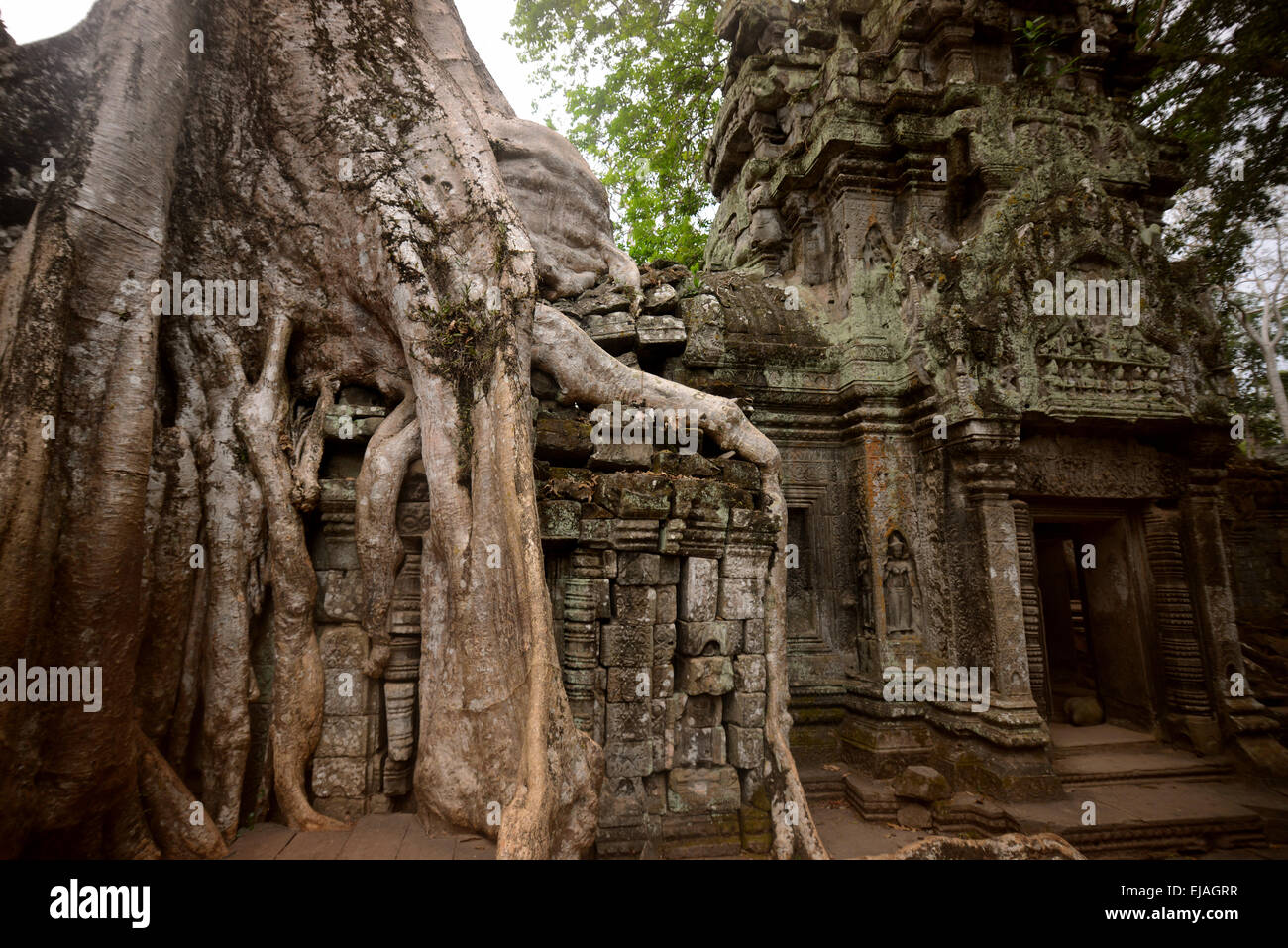 ASIA CAMBODIA ANGKOR TA PROHM Stock Photo - Alamy