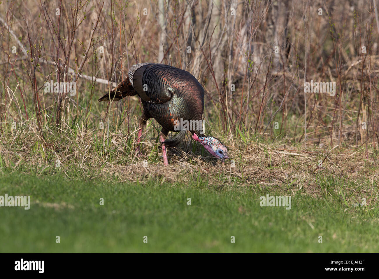 Eastern wild turkey - male Stock Photo - Alamy