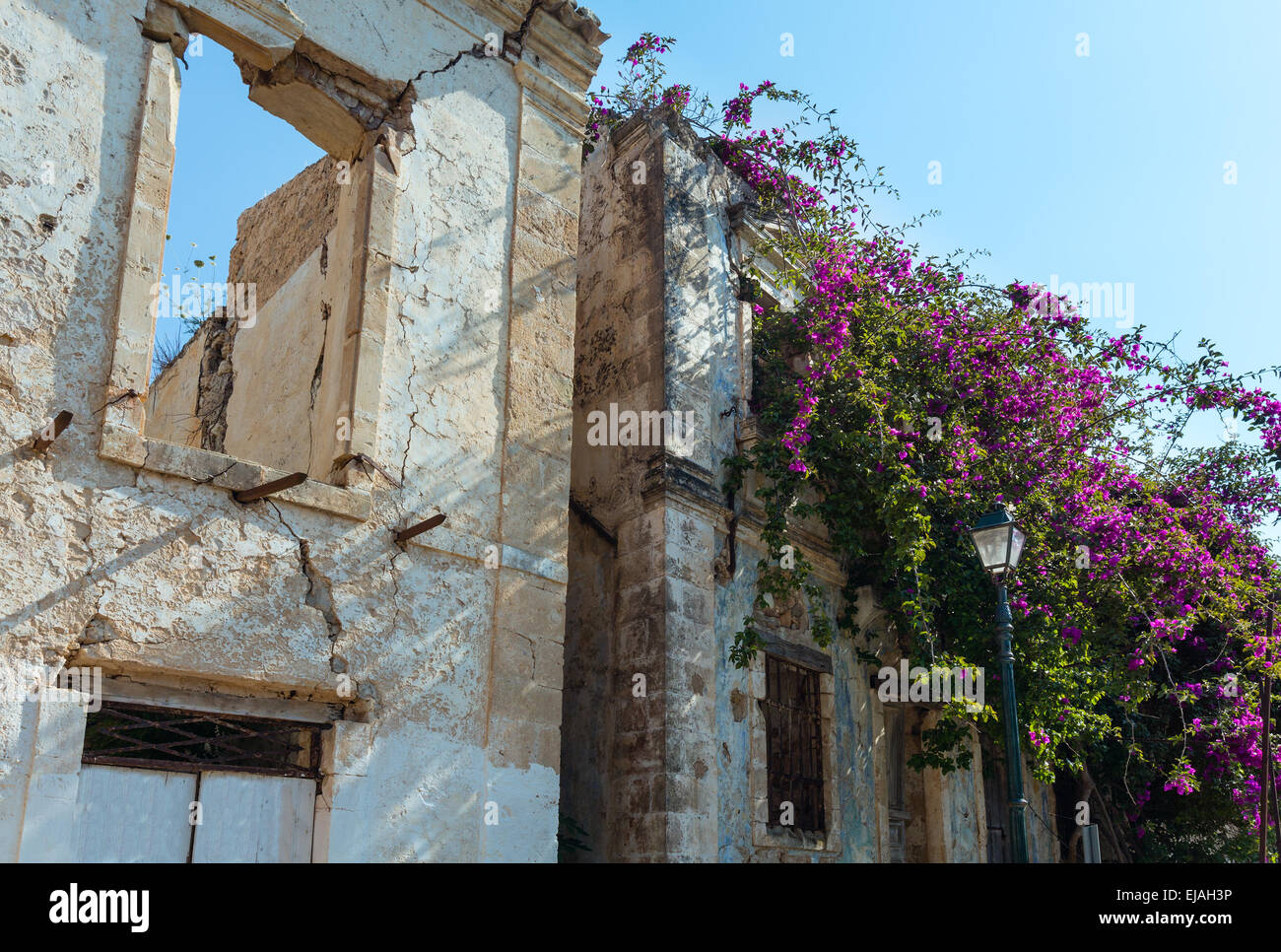 Flowering tree on the roof Stock Photo - Alamy