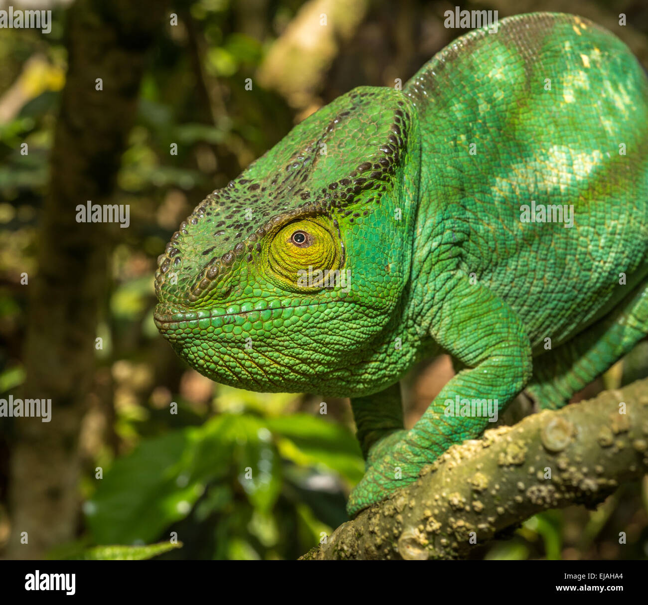 Chameleon Of Madagascar Hi Res Stock Photography And Images Alamy