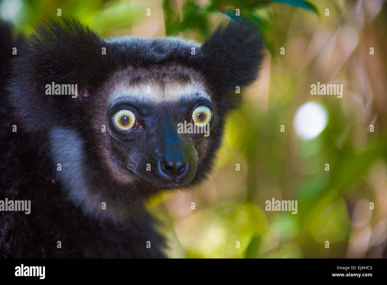 Indri, the largest lemur of Madagascar Stock Photo - Alamy