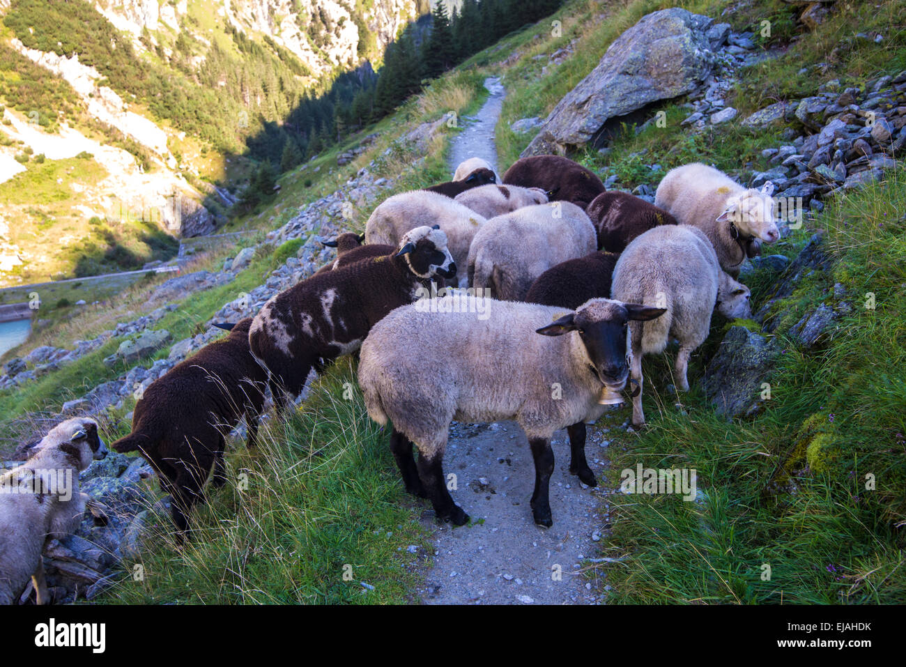 Swiss Alps Sheep - Trift River Gorge Stock Photo - Alamy