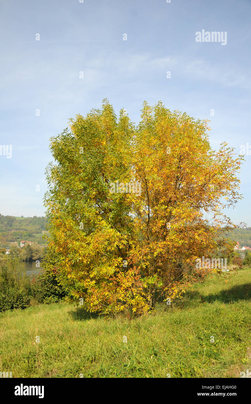 Indian ash tree hi-res stock photography and images - Alamy
