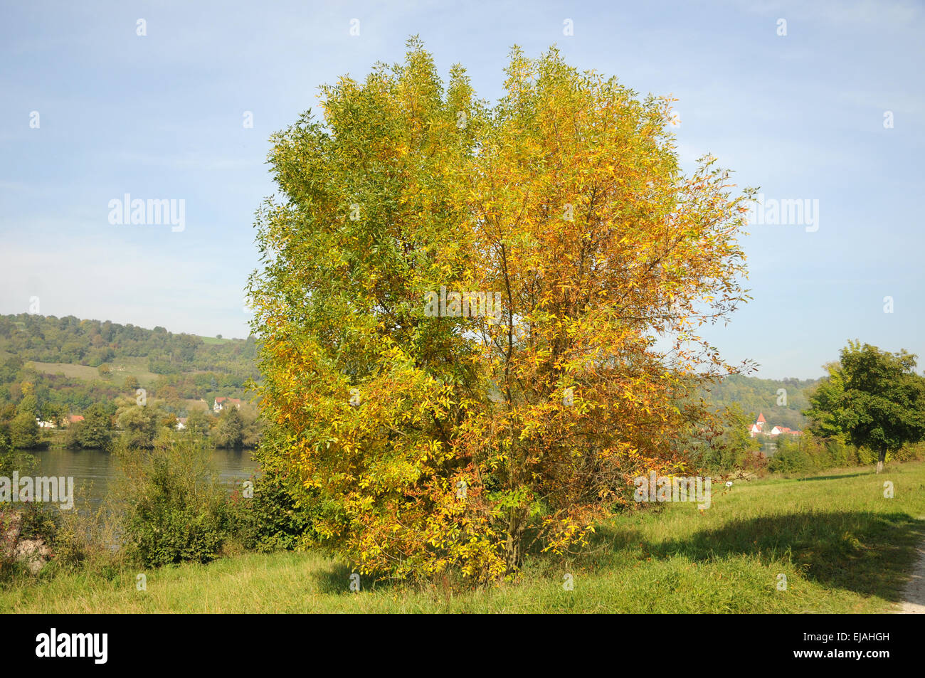 Indian ash tree hi-res stock photography and images - Alamy