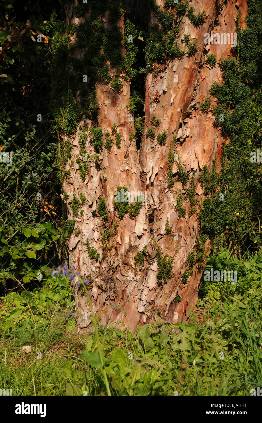 Yew tree bark leaves hi-res stock photography and images - Alamy