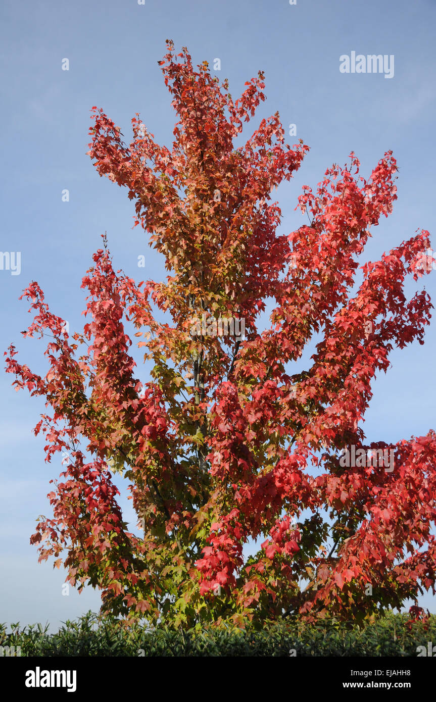 Rotahorn acer rubrum blatt hi-res stock photography and images - Alamy