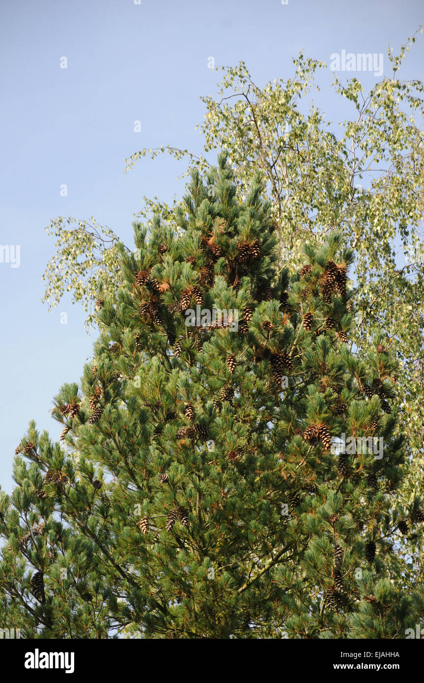 Macedonian Pine High Resolution Stock Photography and Images - Alamy