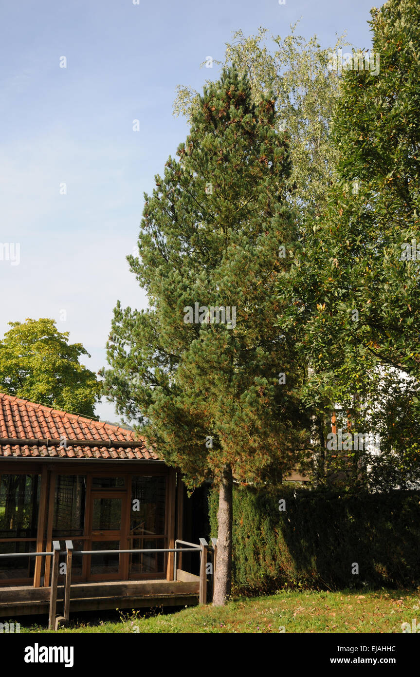 Macedonian pines hi-res stock photography and images - Alamy