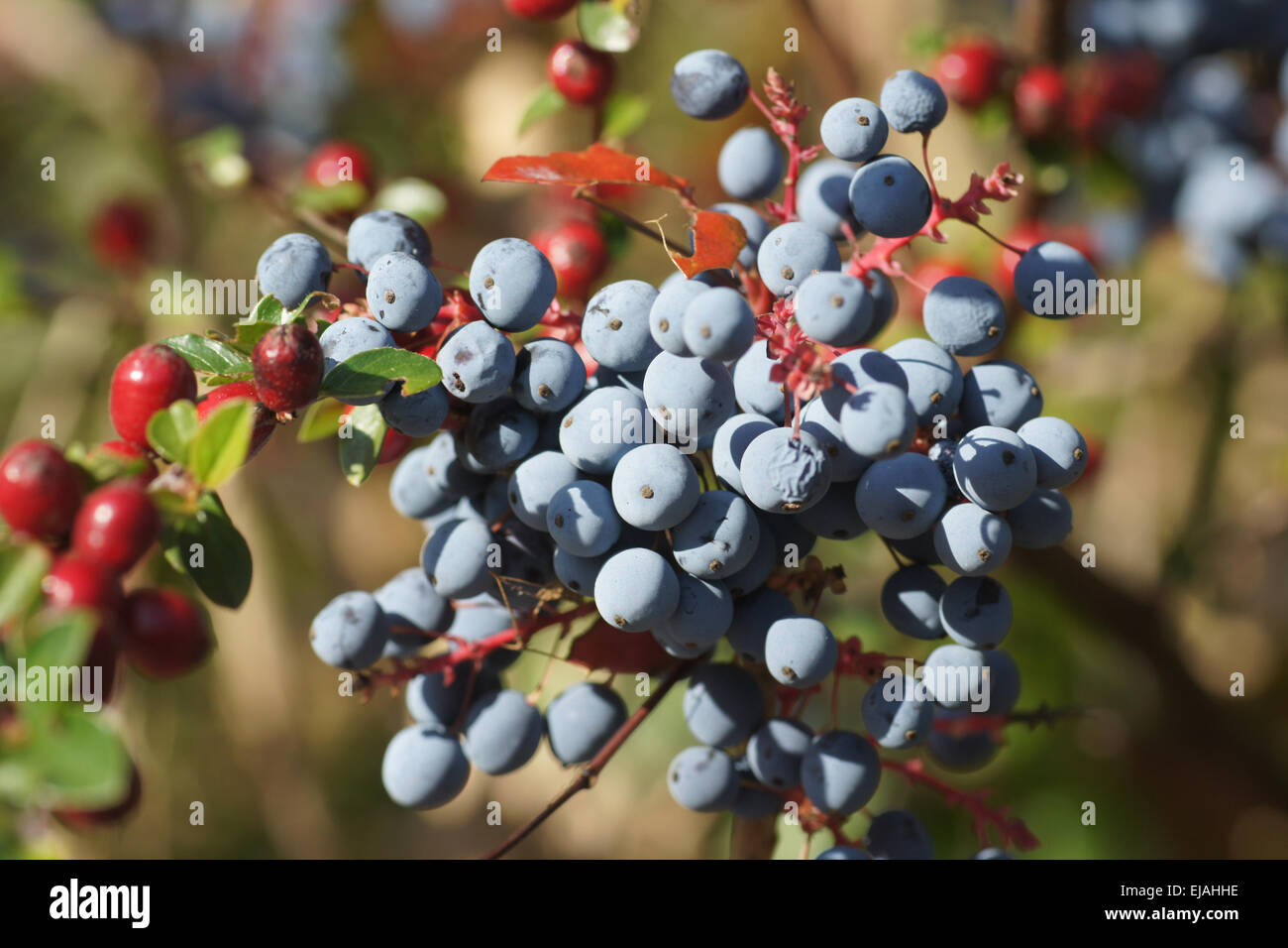 Oregongrape hi-res stock photography and images - Alamy