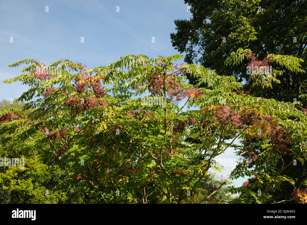 Japanese angelica tree Stock Photo - Alamy