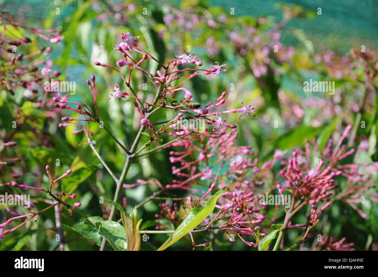 Fuchsia Arborescens Stock Photos & Fuchsia Arborescens Stock Images - Alamy