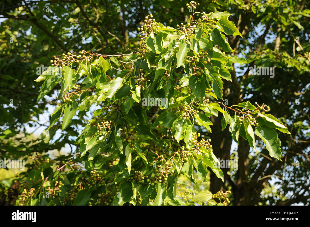 Oriental raisin tree Stock Photo - Alamy