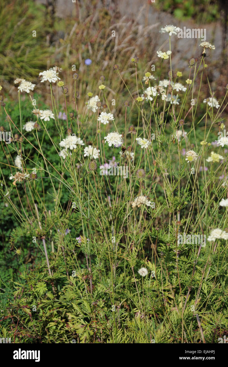 Wiesen skabiose hi-res stock photography and images - Alamy