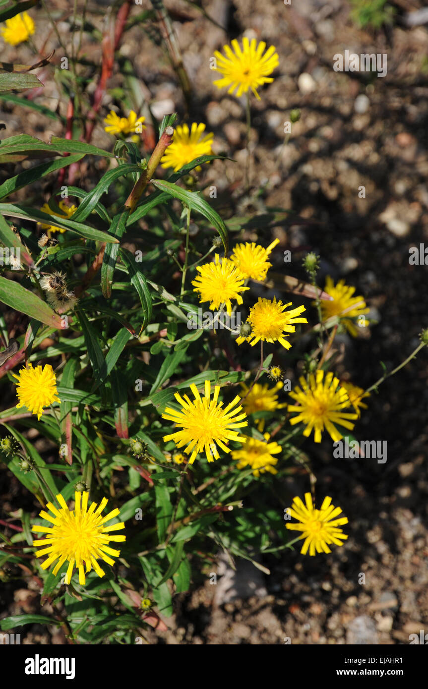 Canadian hawkweed hi-res stock photography and images - Alamy