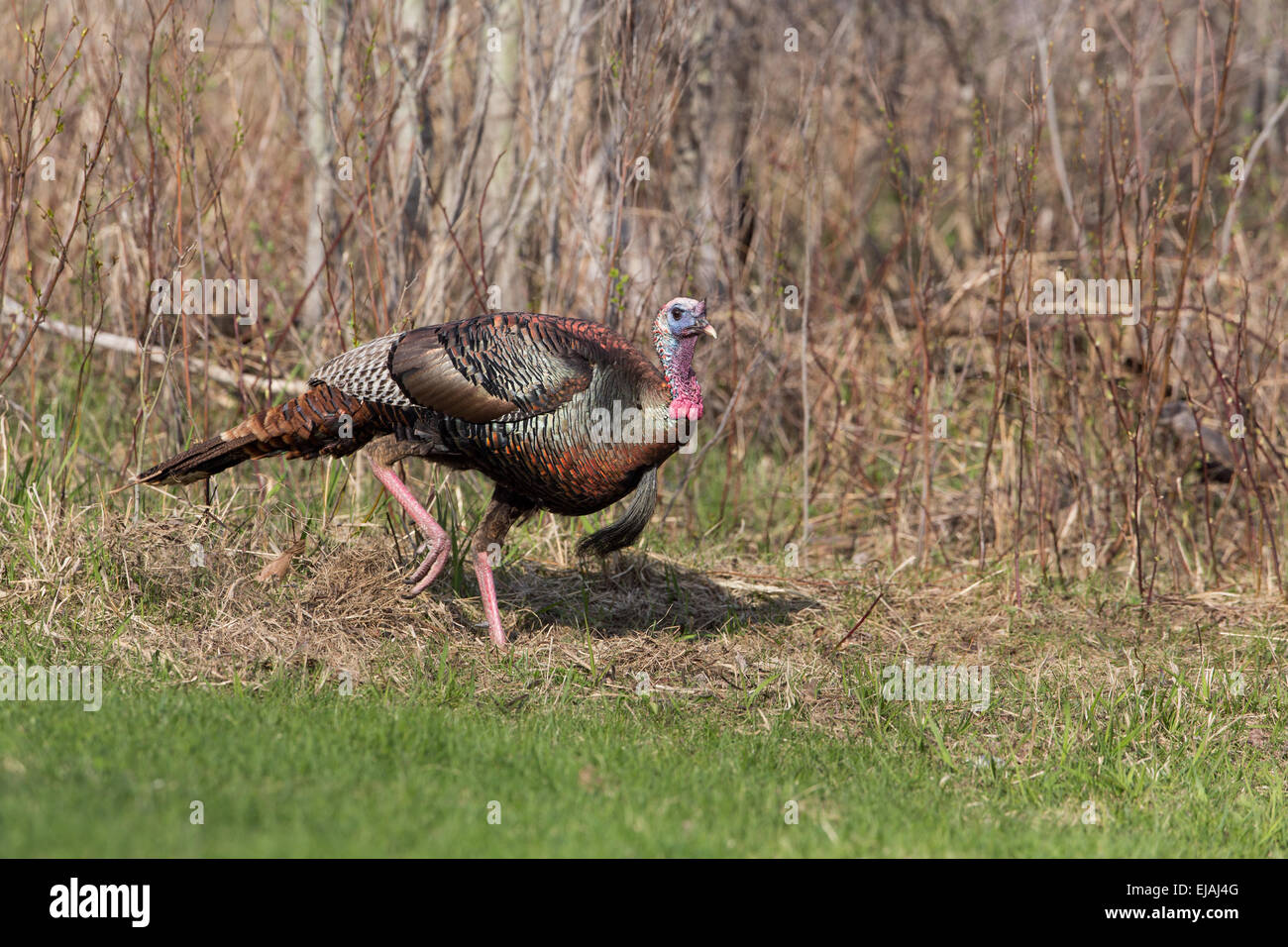 Eastern wild turkey - male Stock Photo - Alamy