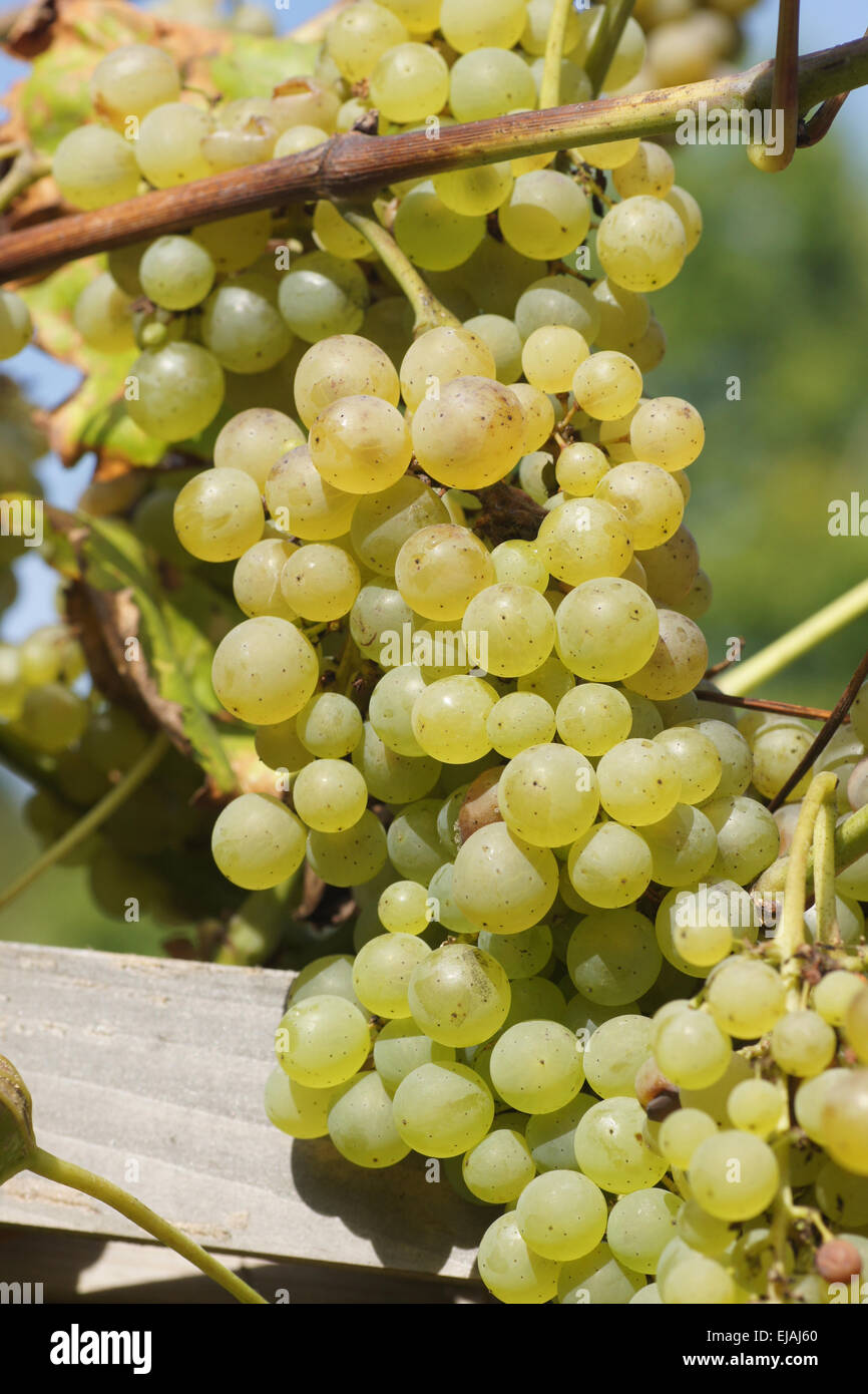 Grape phoenix hi-res stock photography and images - Alamy