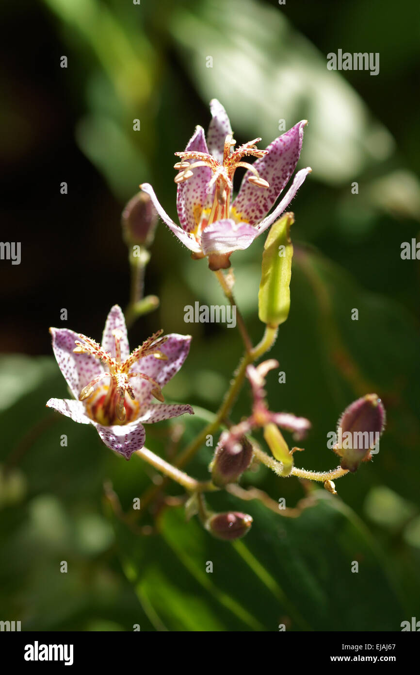 Taiwanese toad lily Stock Photo - Alamy