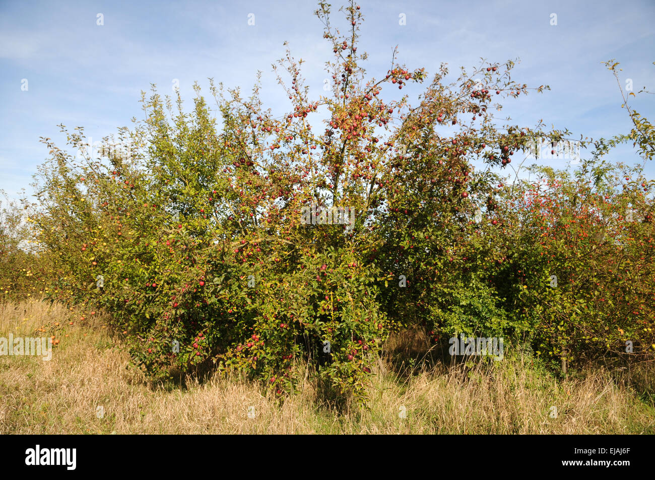 Apple Tree Malus Domestica Gloster High Resolution Stock Photography ...