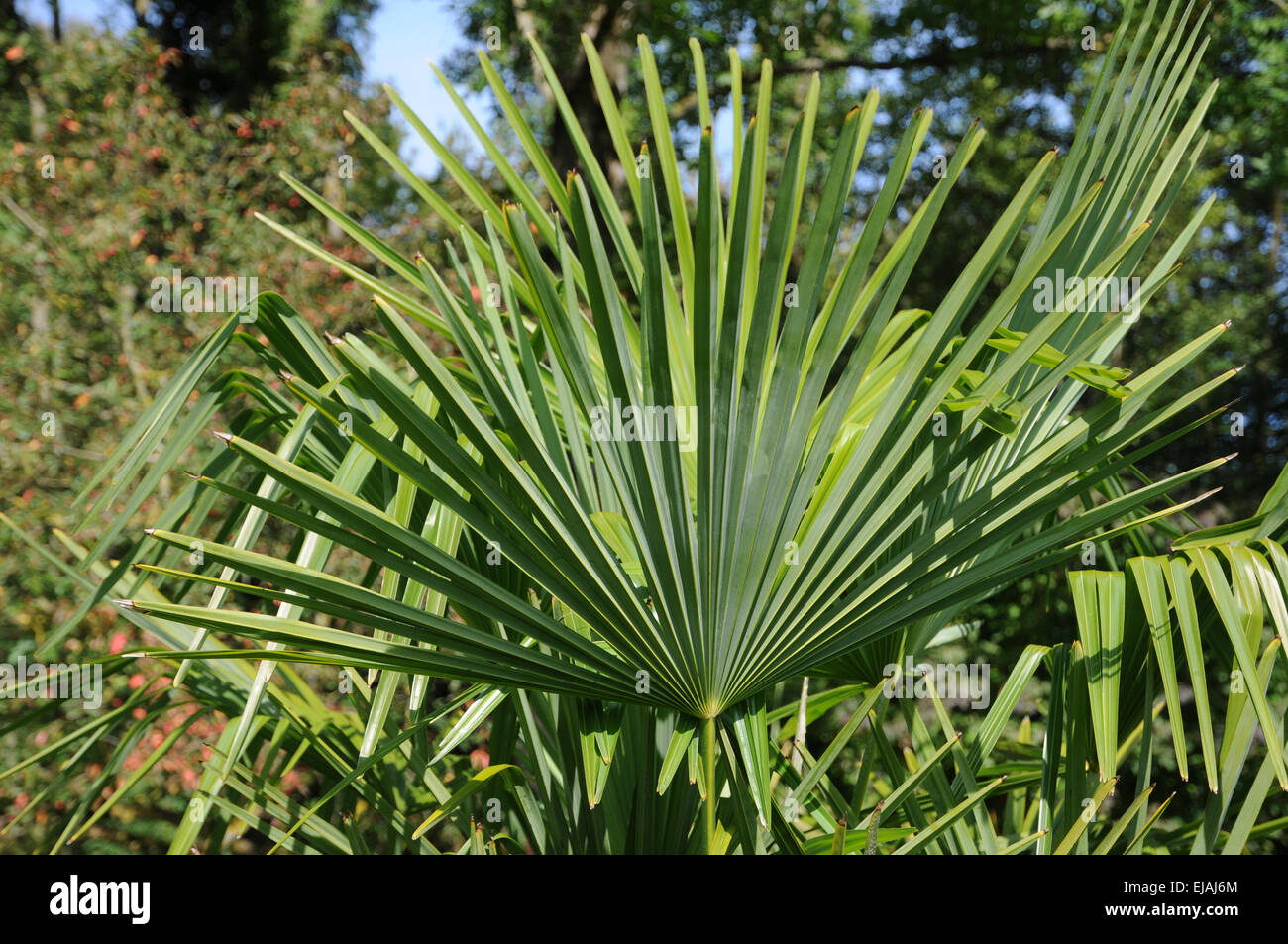 Dwarf Palm Trees High Resolution Stock Photography and Images - Alamy